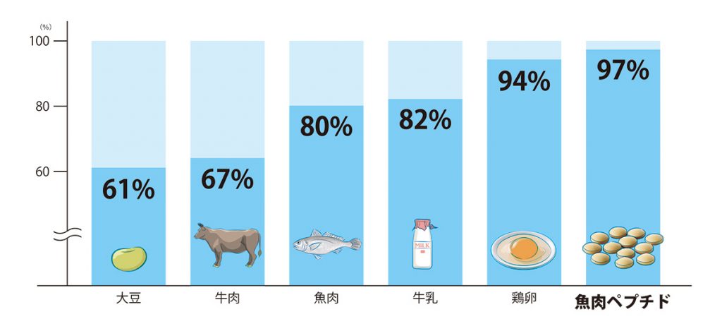 タンパク質はどうやって体に吸収される？効果的な食材・タイミングも紹介 鈴廣 魚肉たんぱく研究所 魚肉タンパク質を中心としたタンパク質を